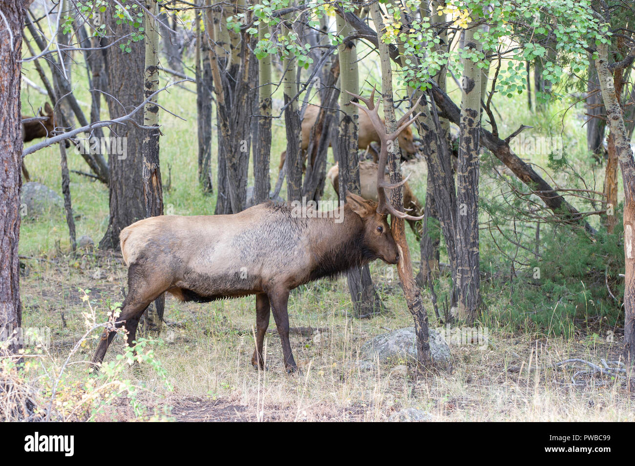 Oct 10, 2018: A bull elk during their annual mating season displays ...