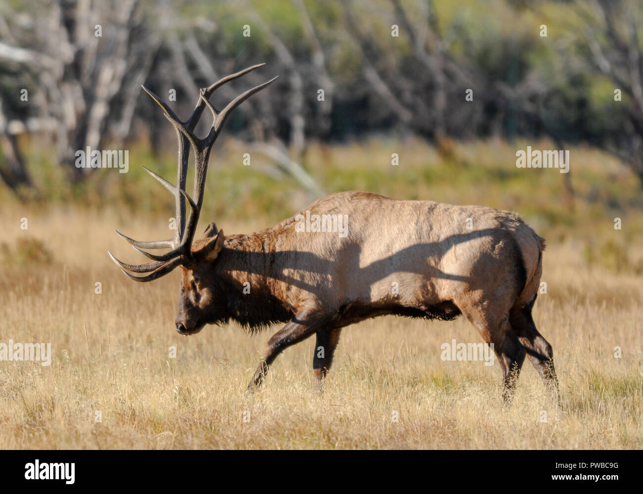 Oct 10, 2018: A bull elk during their annual mating season inside of ...