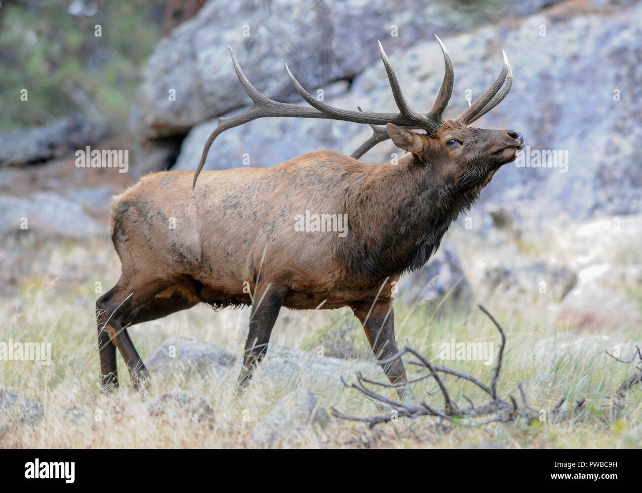 Oct 10, 2018: A bull elk during their annual mating season inside of ...