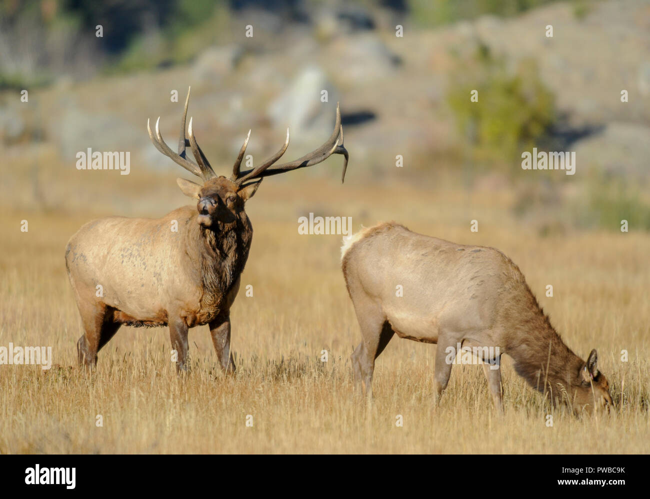 Oct 10, 2018: A bull elk during their annual mating season bugles ...