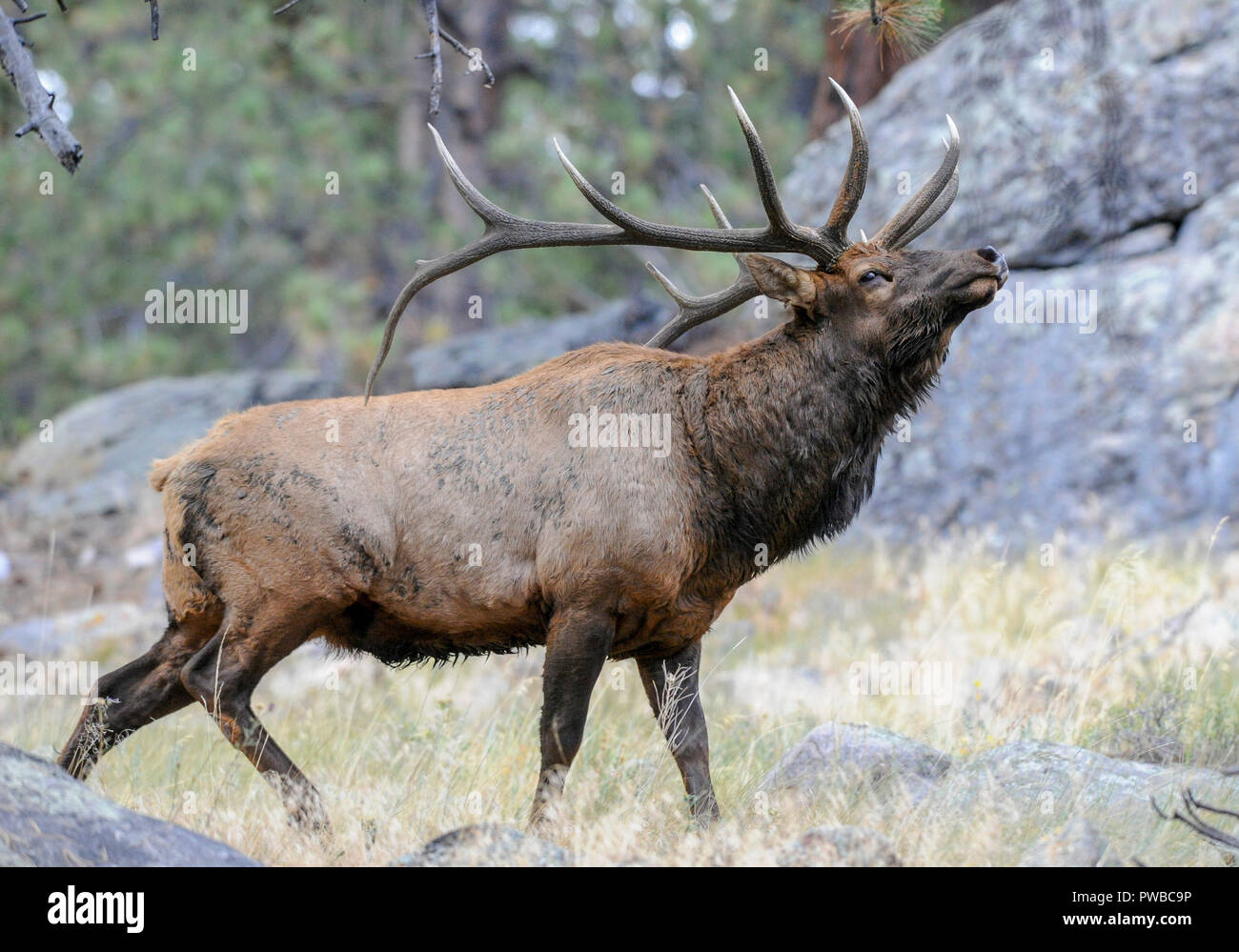 Oct 10, 2018: A bull elk during their annual mating season inside of ...