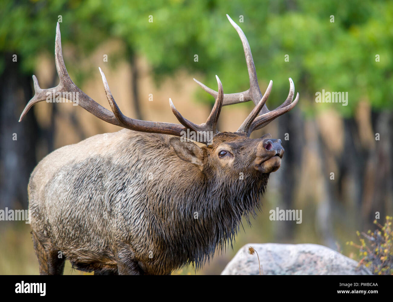 Oct 10, 2018: A bull elk during their annual mating season inside of ...