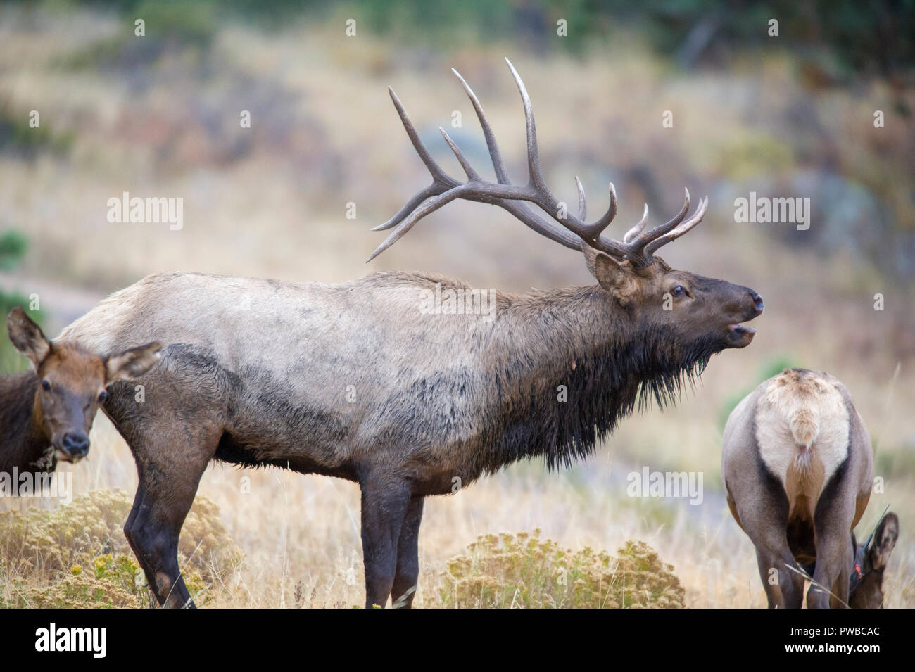 Oct 10, 2018: A bull elk during their annual mating season bugles ...