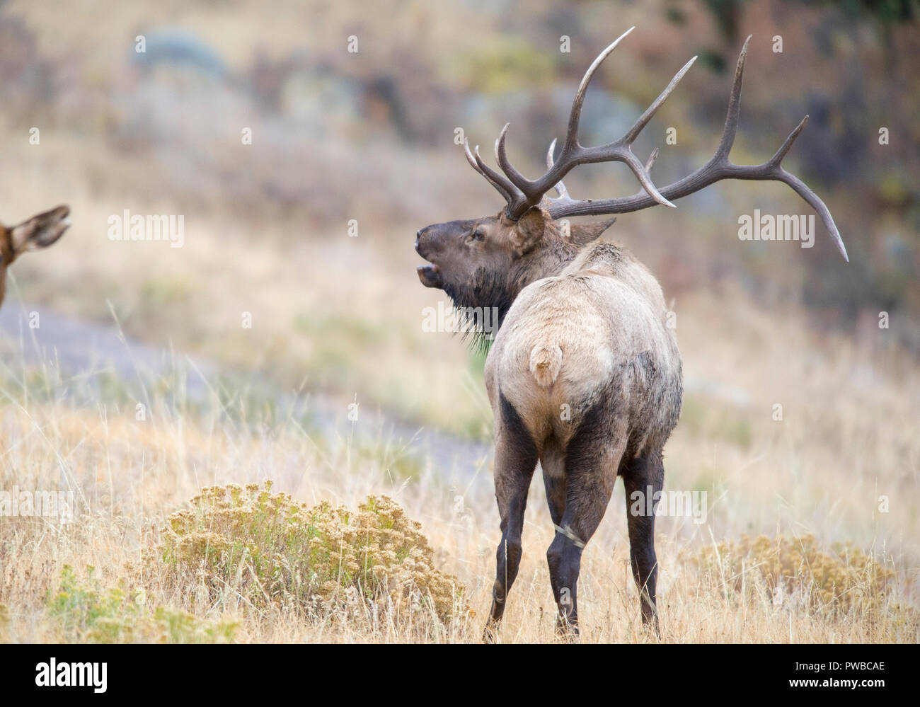 Oct 10, 2018: A bull elk during their annual mating season bugles ...