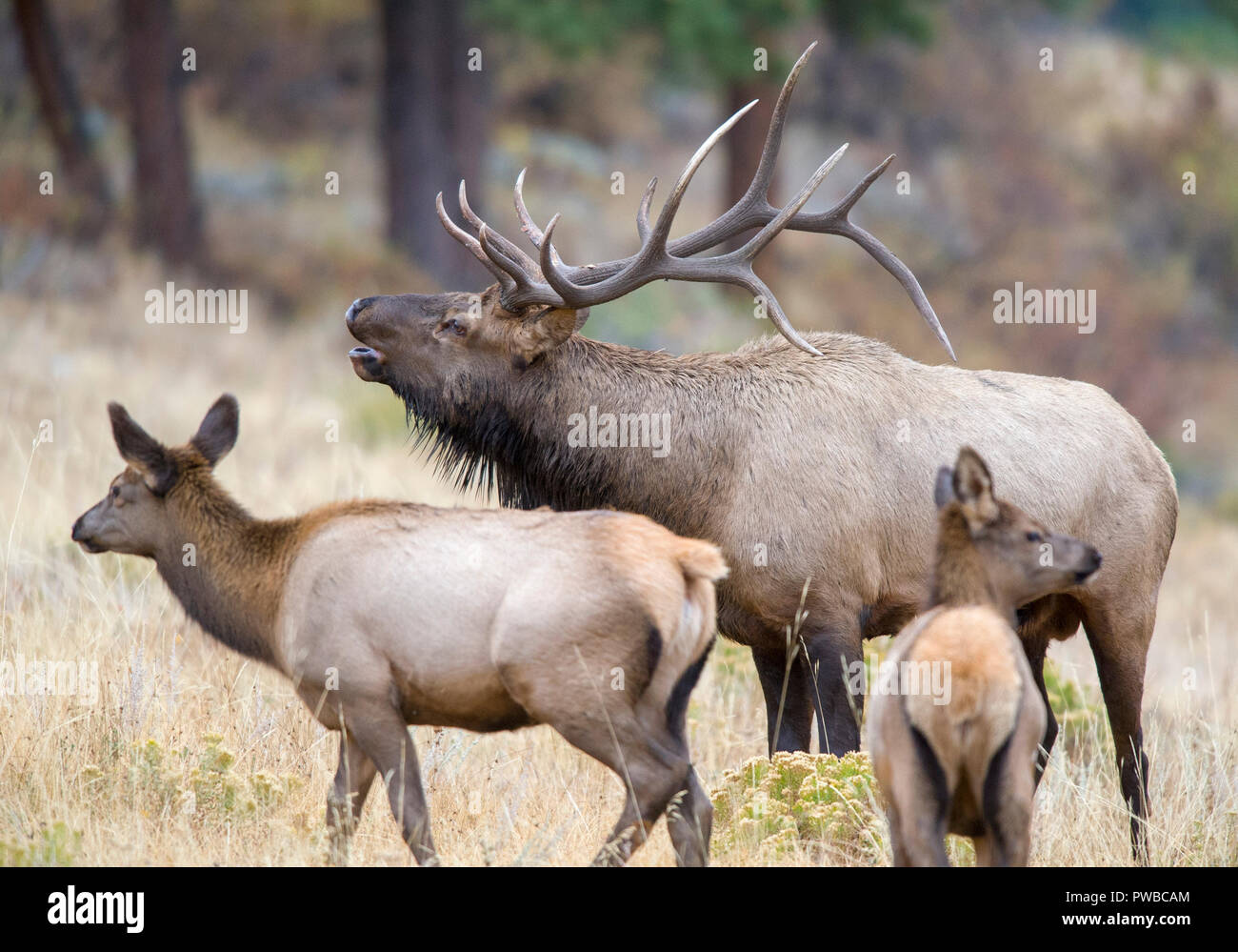 Oct 10, 2018: A bull elk during their annual mating season bugles ...