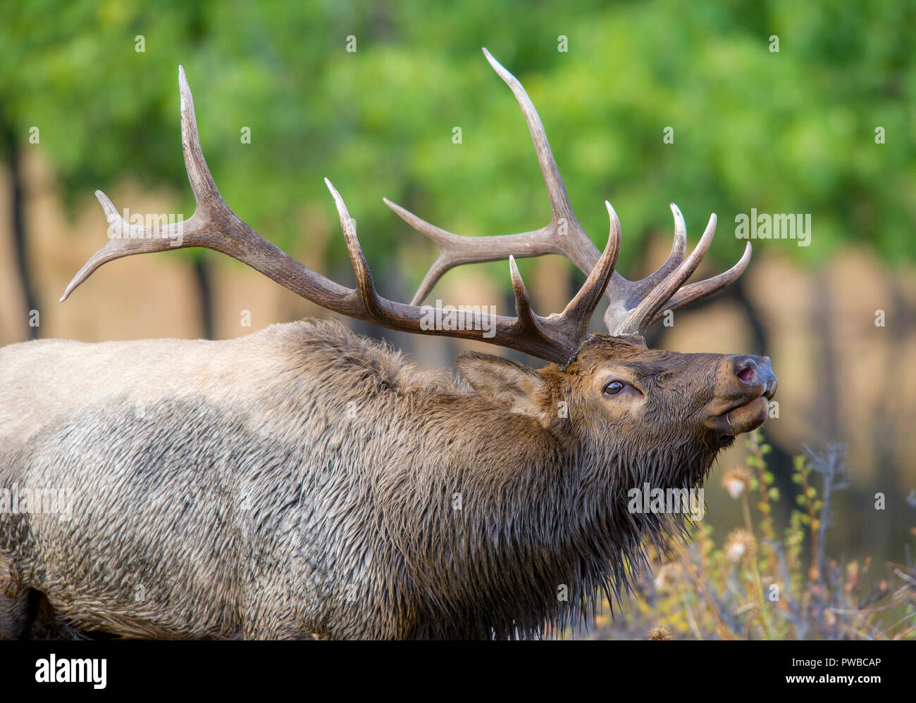 Oct 10, 2018: A bull elk during their annual mating season inside of ...