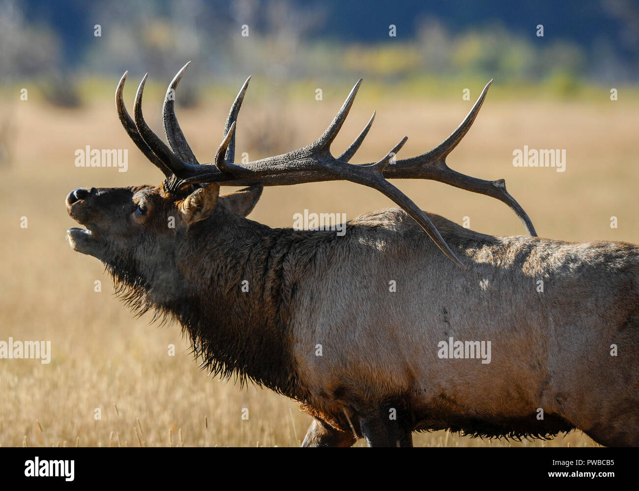 Oct 10, 2018: A bull elk during their annual mating season bugles ...