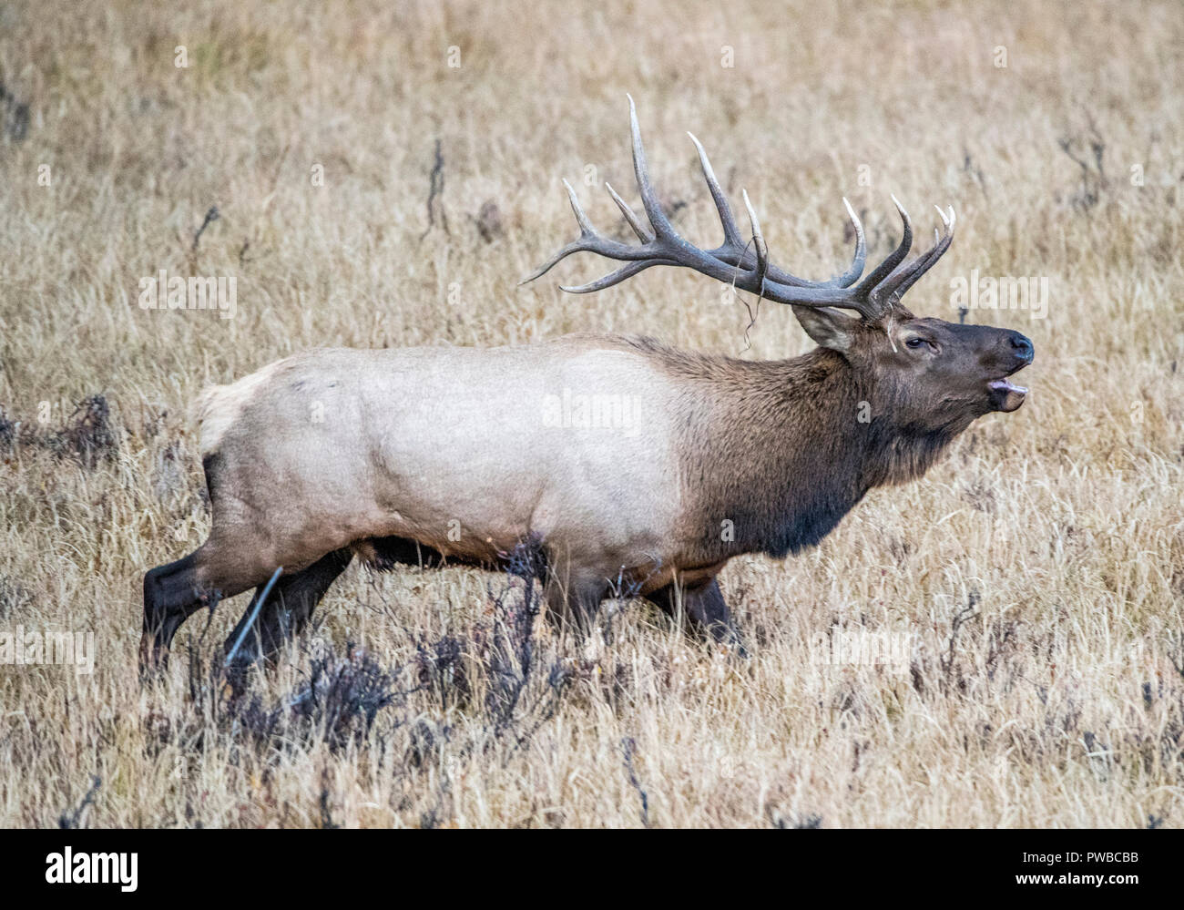 Oct 10, 2018: A bull elk during their annual mating season bugles ...