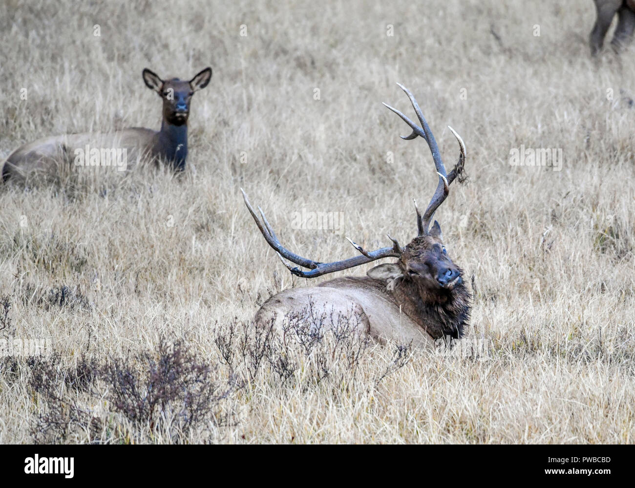 Oct 10, 2018: A bull elk spreads his scent in a wallow during their ...