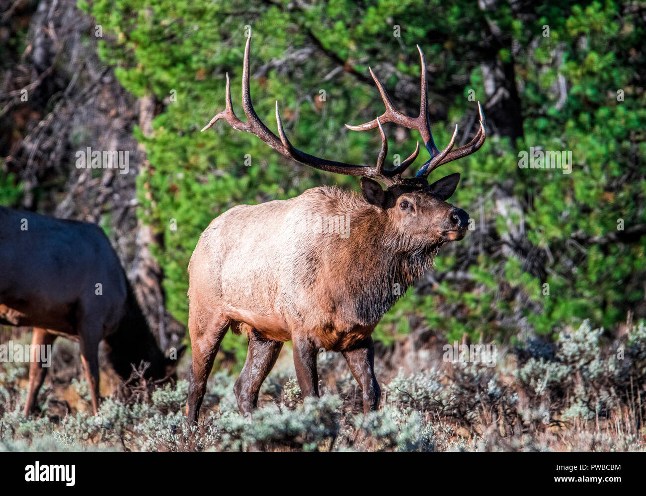 Oct 10, 2018: A bull elk during their annual mating season inside of ...