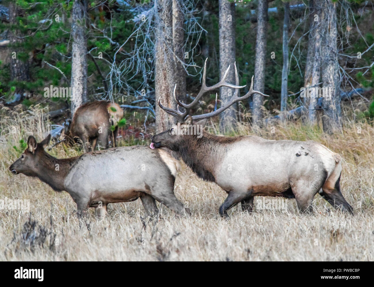 Oct 10, 2018: A bull elk checks a cow to see if she is in full estrous ...