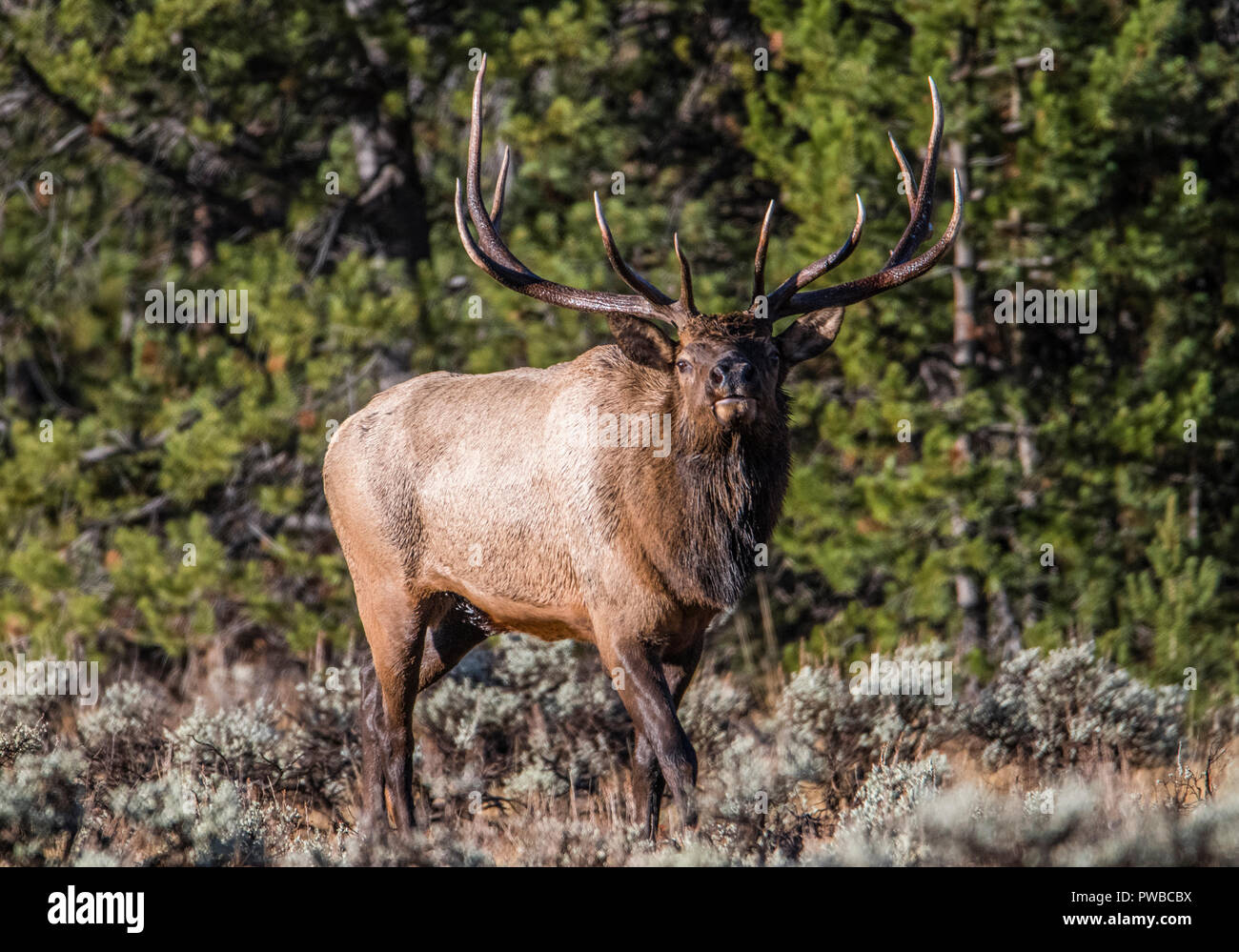 Oct 10, 2018: A bull elk during their annual mating season inside of ...