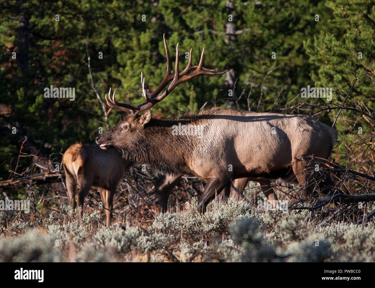 Oct 10, 2018: A bull elk during their annual mating season inside of ...