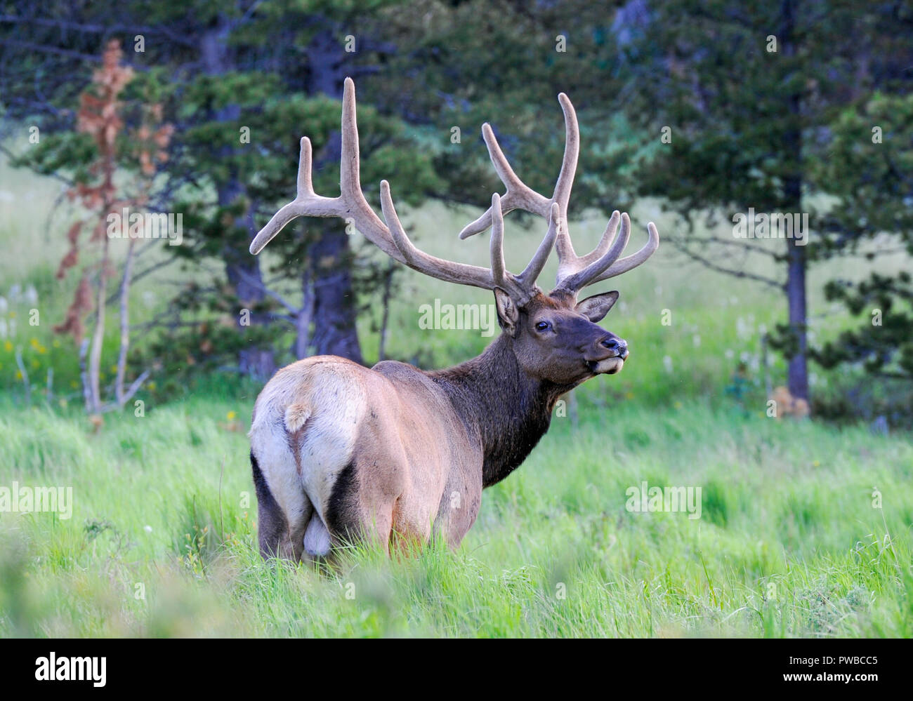 Oct 10, 2018: A bull elk with velvet antlers feed on the Alpine Tundra ...