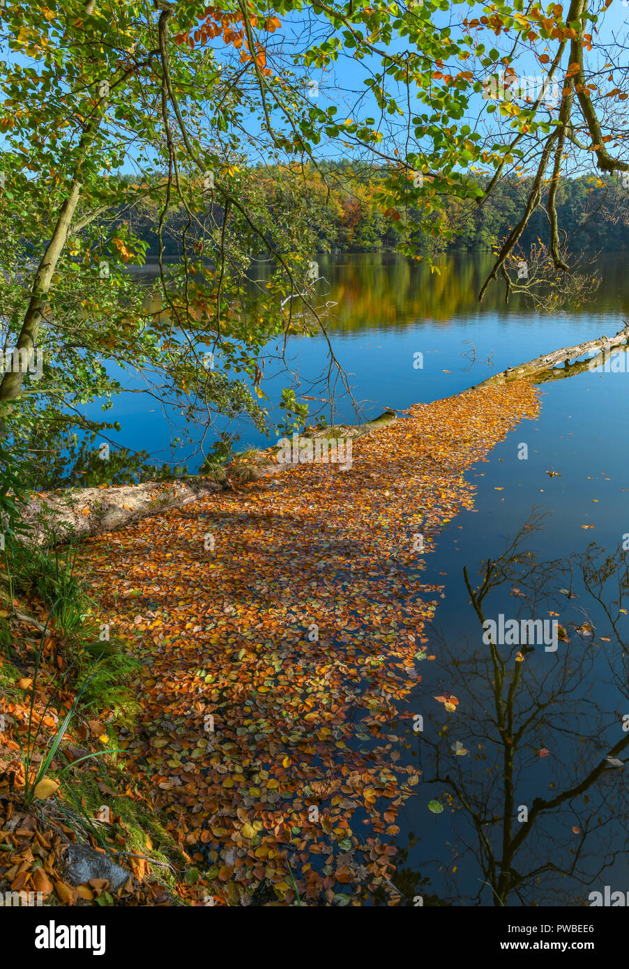 Siehdichum, Brandenburg. 14th Oct, 2018. View over Lake Hammersee in ...