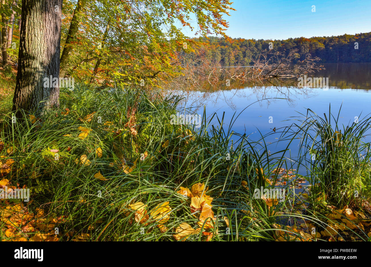 Siehdichum, Brandenburg. 14th Oct, 2018. View over Lake Hammersee in ...