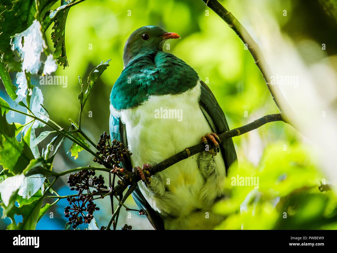 Waimangu Thermal Valley, New Zealand. 15th Oct, 2018. The undated ...