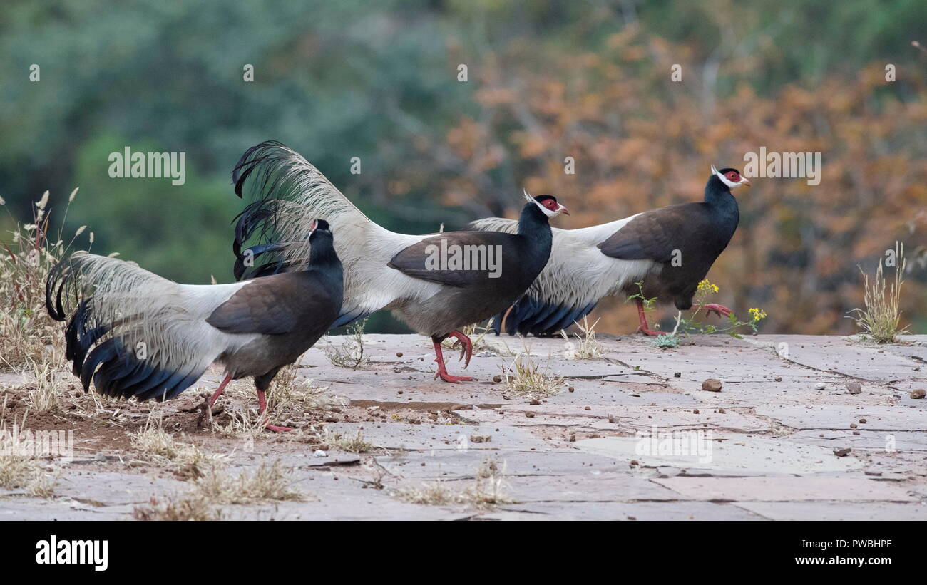 Shanxi, China's Shanxi Province. 12th Oct, 2018. Brown-eared pheasants ...