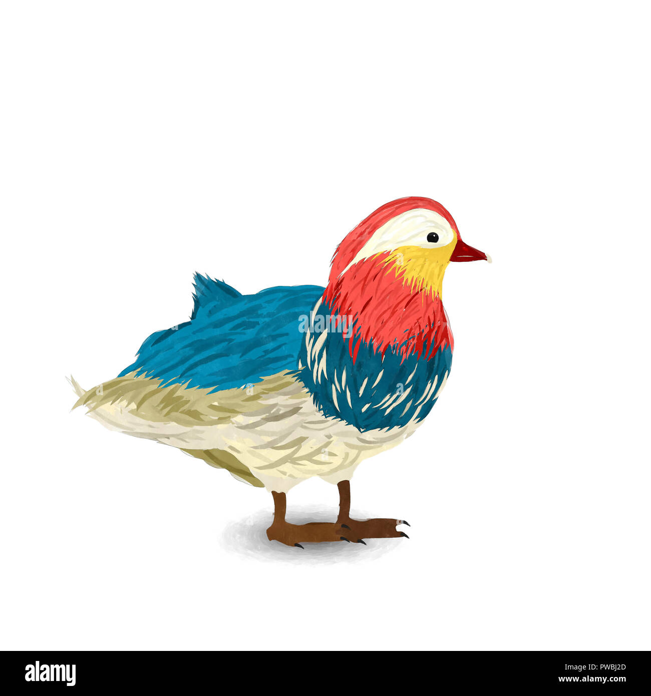 Cute little mandarin duck watercolor drawing over white background ...