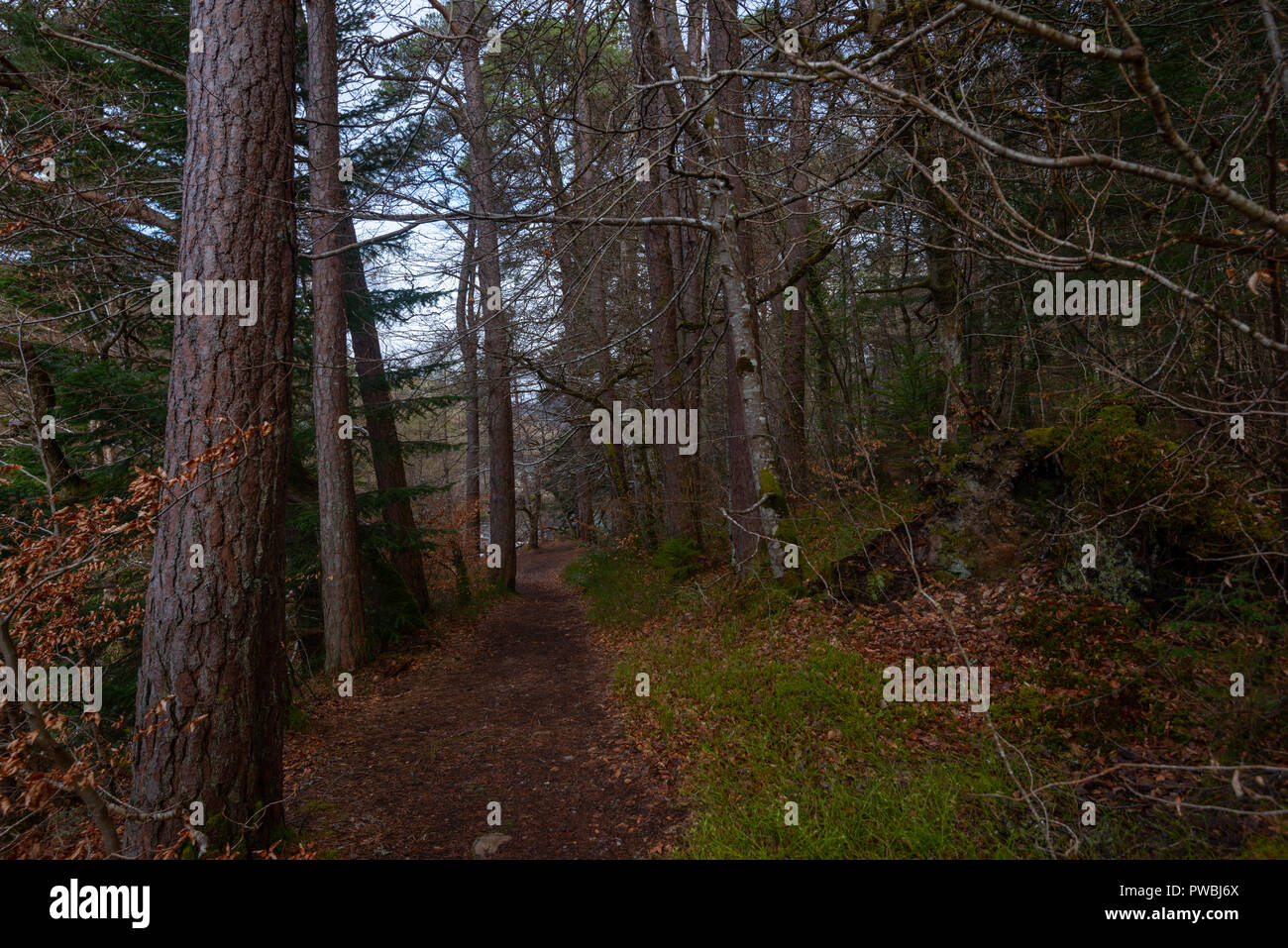 Forest at Invermoriston Bridge, Loch Ness, Scotland, Uk Stock Photo - Alamy