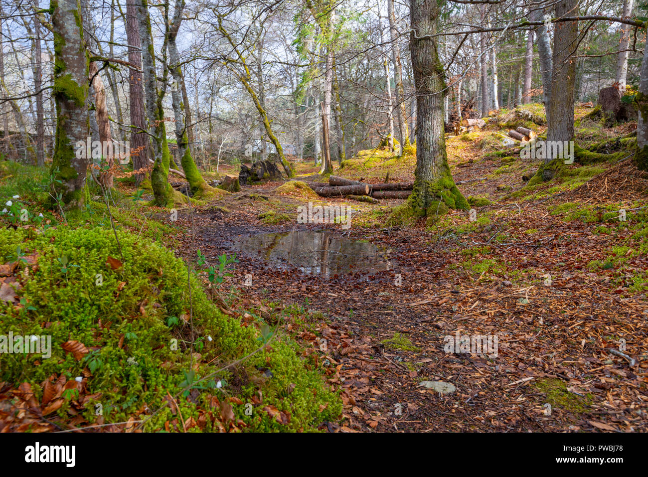 Forest at Invermoriston Bridge, Loch Ness, Scotland, Uk Stock Photo - Alamy