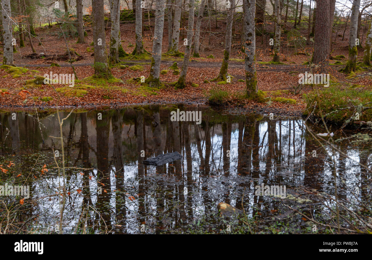 Forest at Invermoriston Bridge, Loch Ness, Scotland, Uk Stock Photo - Alamy