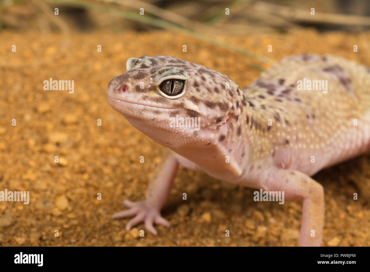 Leopard gecko (Eublepharis macularius), an Asian lizard species Stock ...