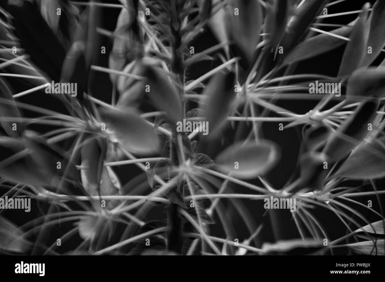 Spiderflower, Cleomenes (Latin Cleome) - genus of annual or biennial ...