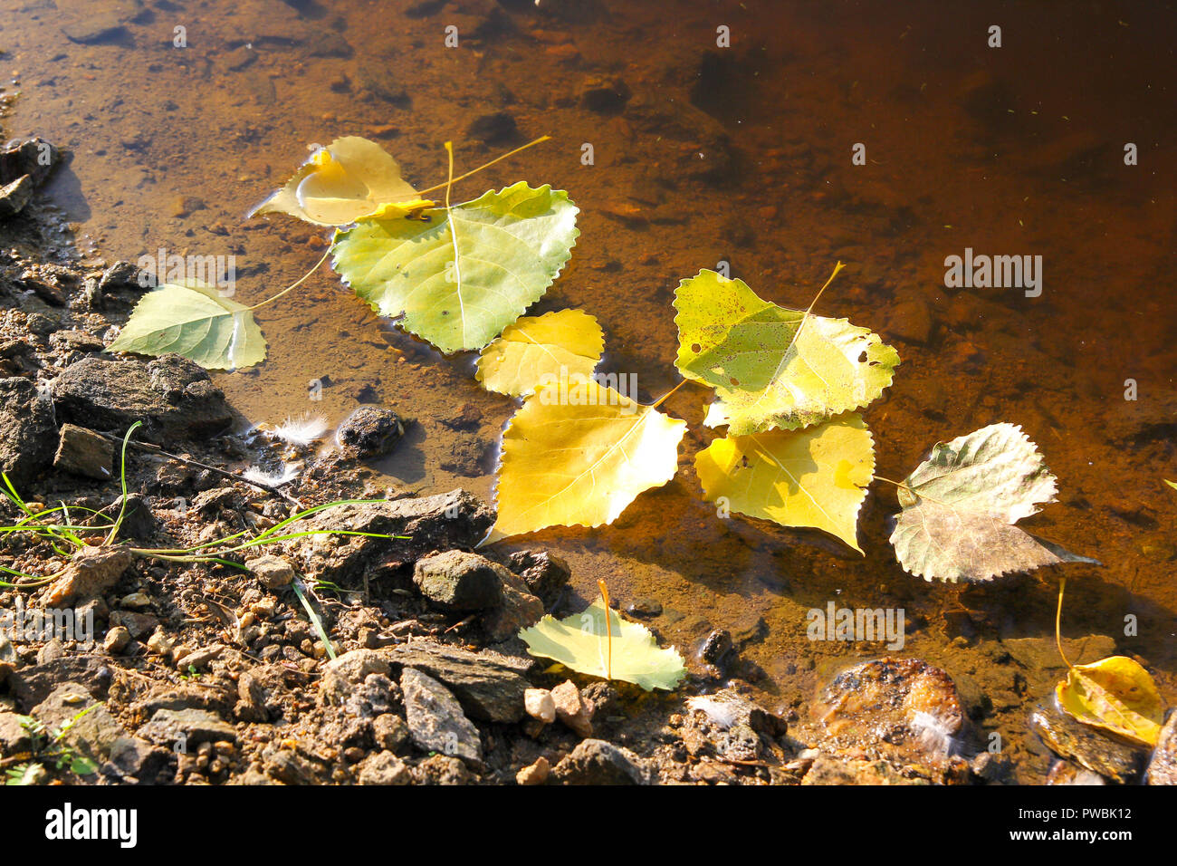 Autumn Background Season, several fallen leaves floating on water Stock ...