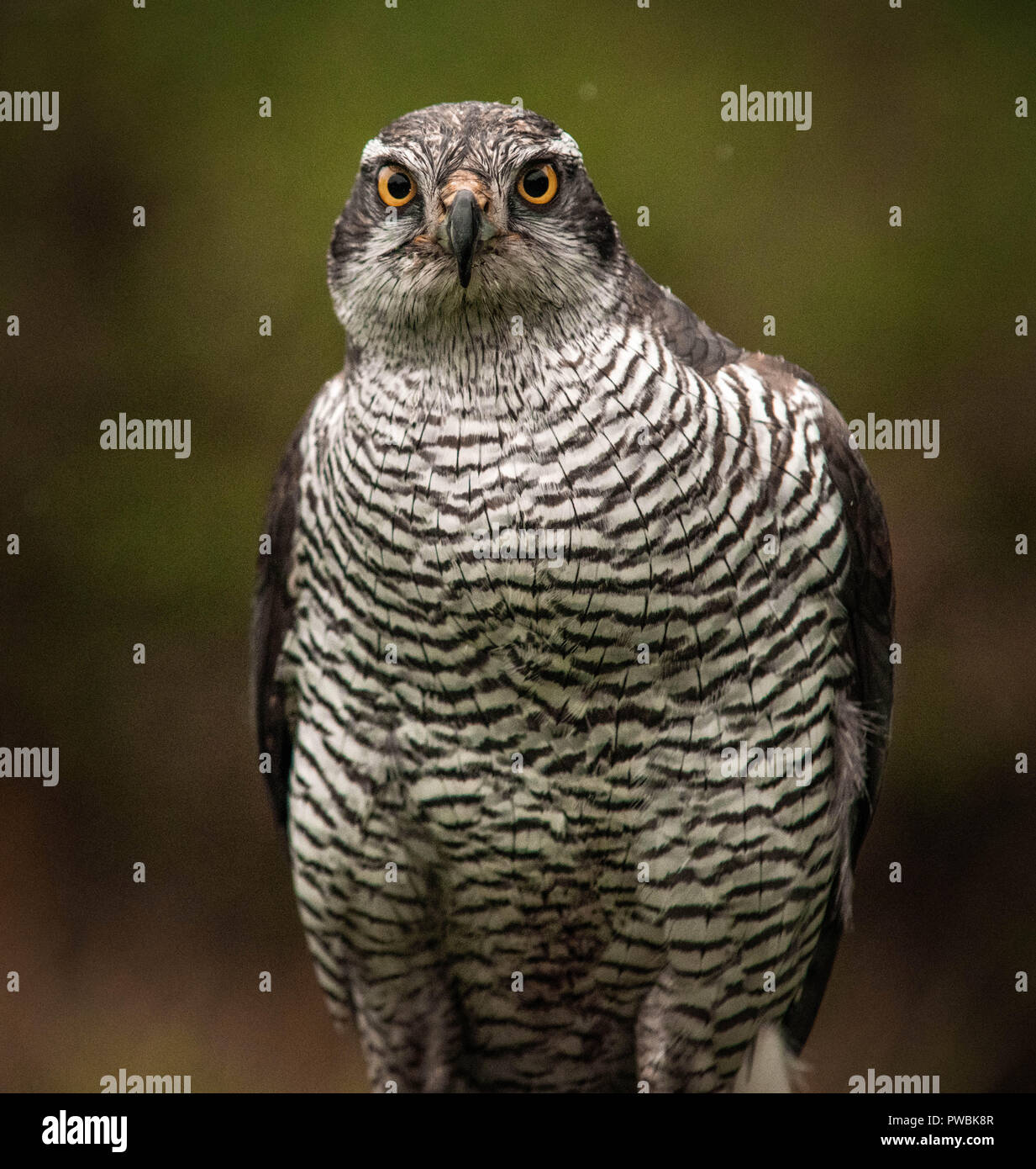 Goshawk owl hi-res stock photography and images - Alamy