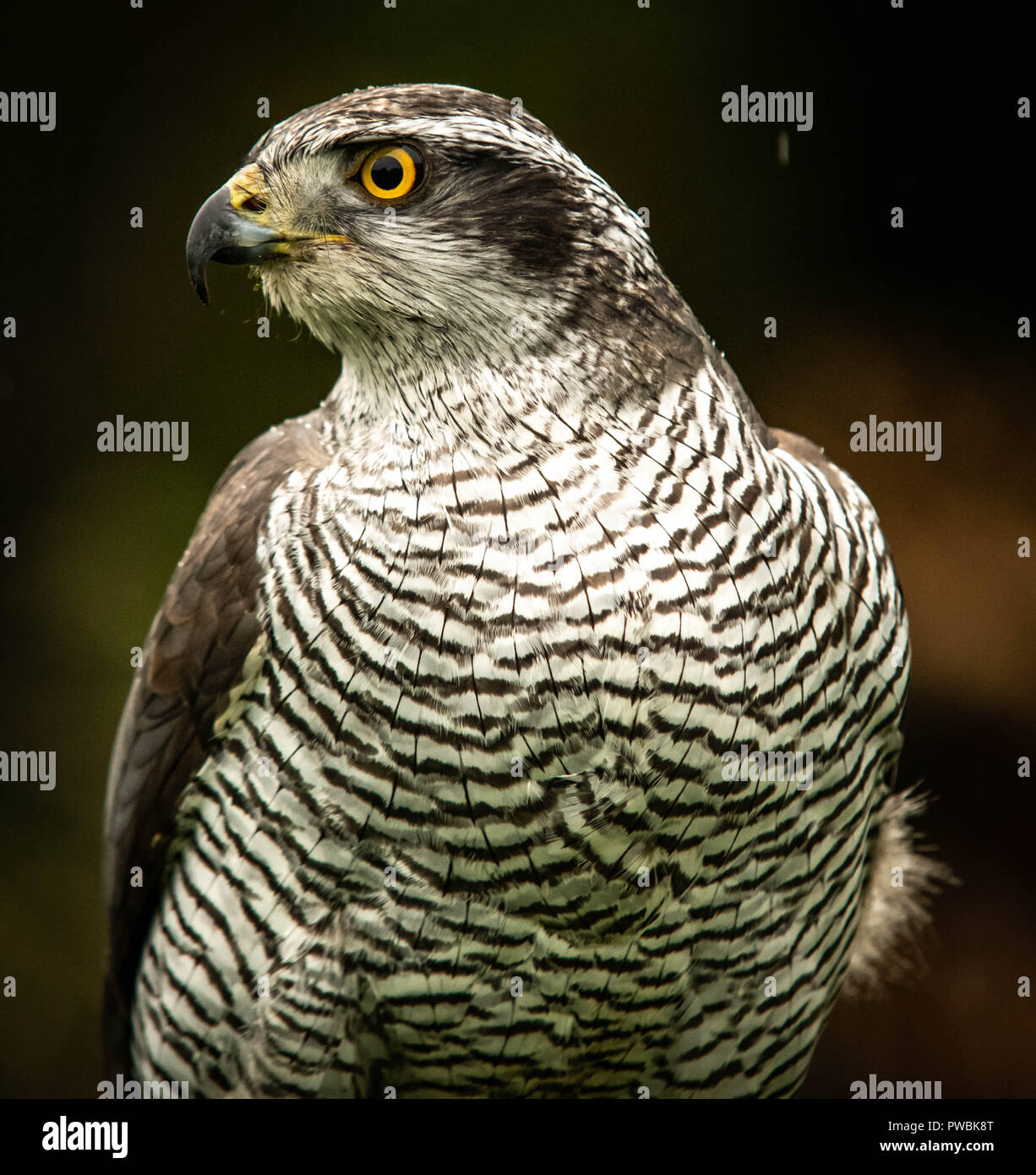 Goshawk owl hi-res stock photography and images - Alamy