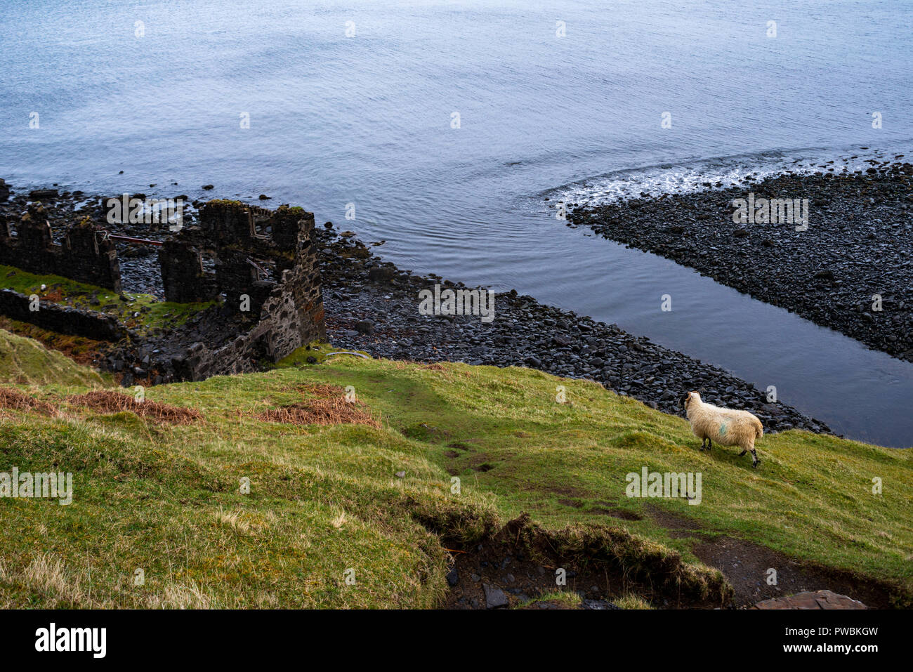 Sheep at a steep cliff near Lealt Falls, Isle Of Skye, Scotland, Uk ...