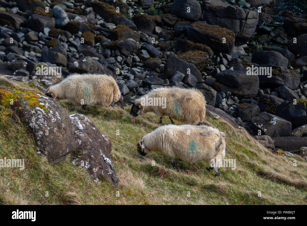 Sheeps at a steep cliff near Lealt Falls, Isle Of Skye, Scotland, Uk ...