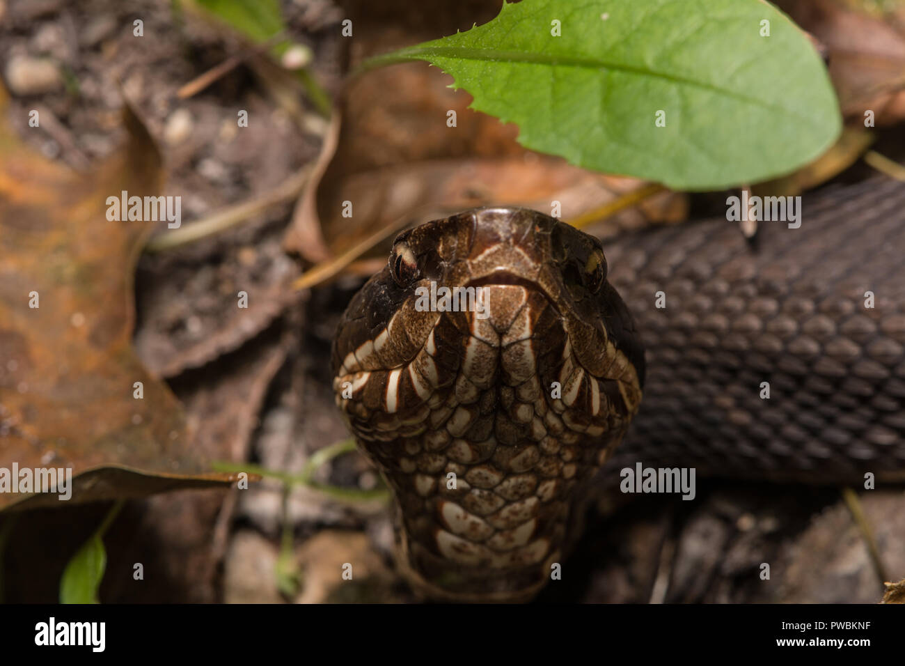 Snake chin hi-res stock photography and images - Alamy