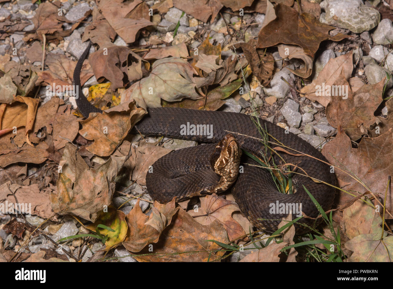 Agkistrodon piscivorous leucostoma hi-res stock photography and images ...
