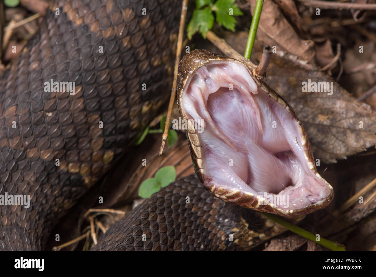 Snake mouth open fangs hi-res stock photography and images - Alamy
