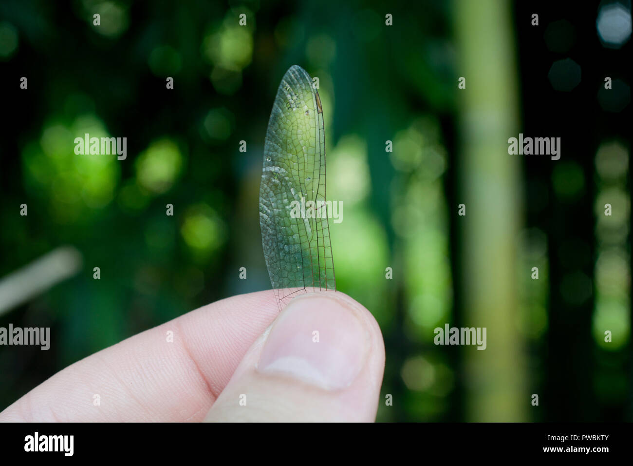 Girl holding insects hi-res stock photography and images - Alamy