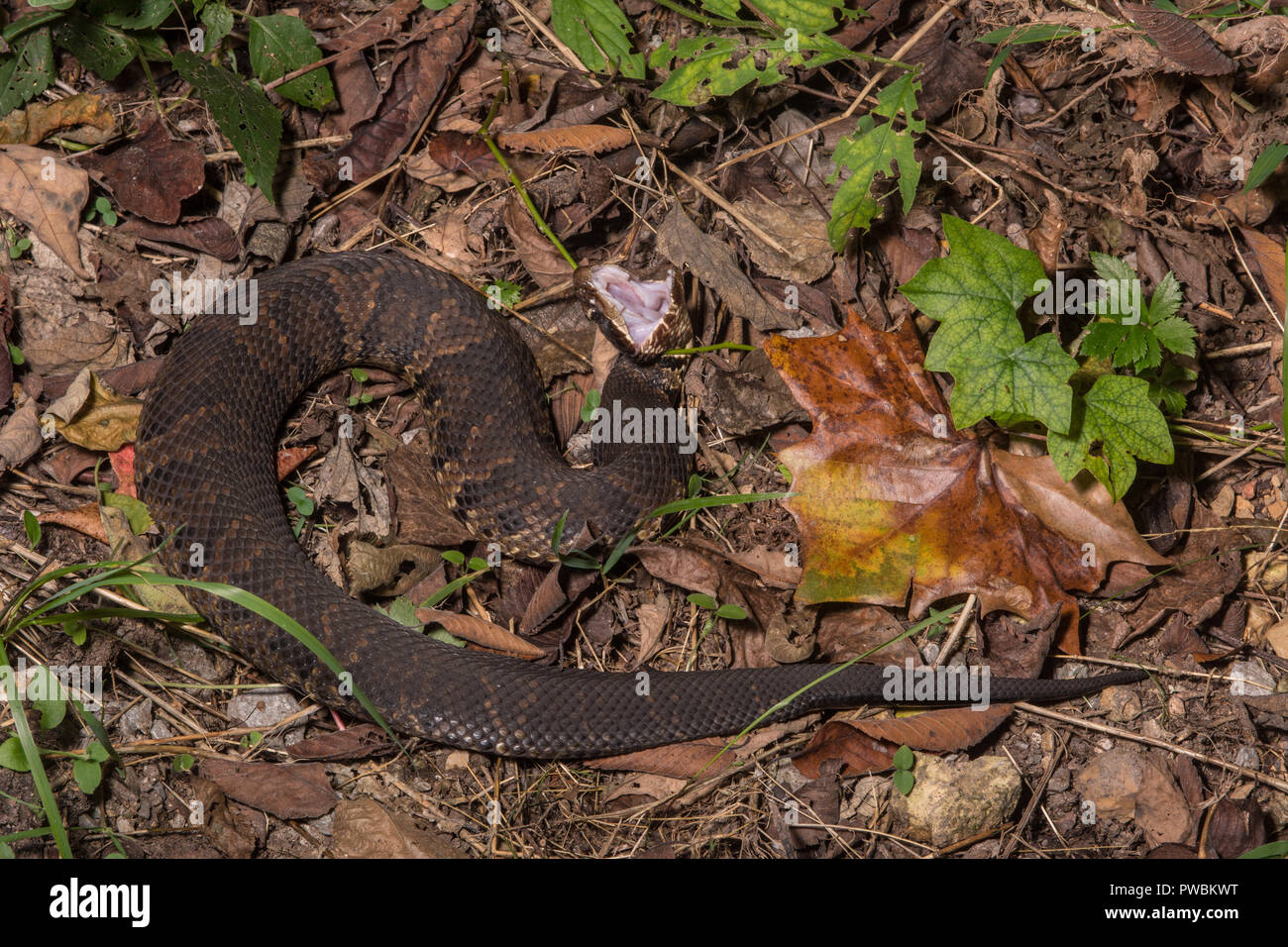 Cotton mouth hi-res stock photography and images - Alamy