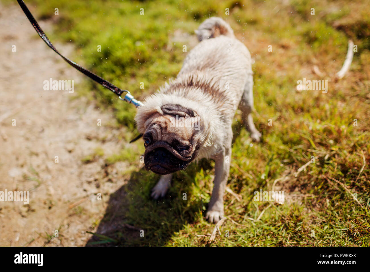 Master walking pug dog on leash by river. Funny puppy shaking off water ...