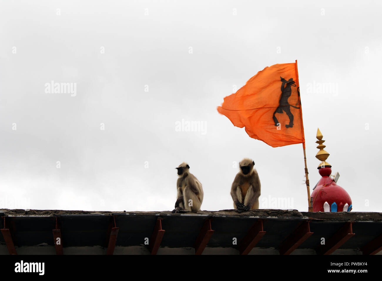 The monkeys around Hanuman (yes, the monkey god) Temple at Anjana Hill ...