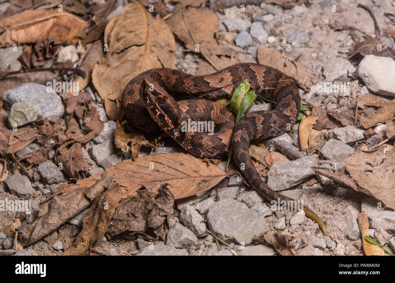 Piscivorous High Resolution Stock Photography and Images - Alamy