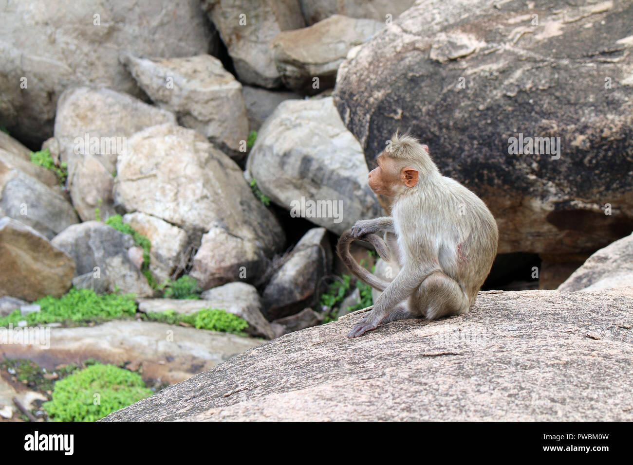 The monkeys around Hanuman (yes, the monkey god) Temple at Anjana Hill ...