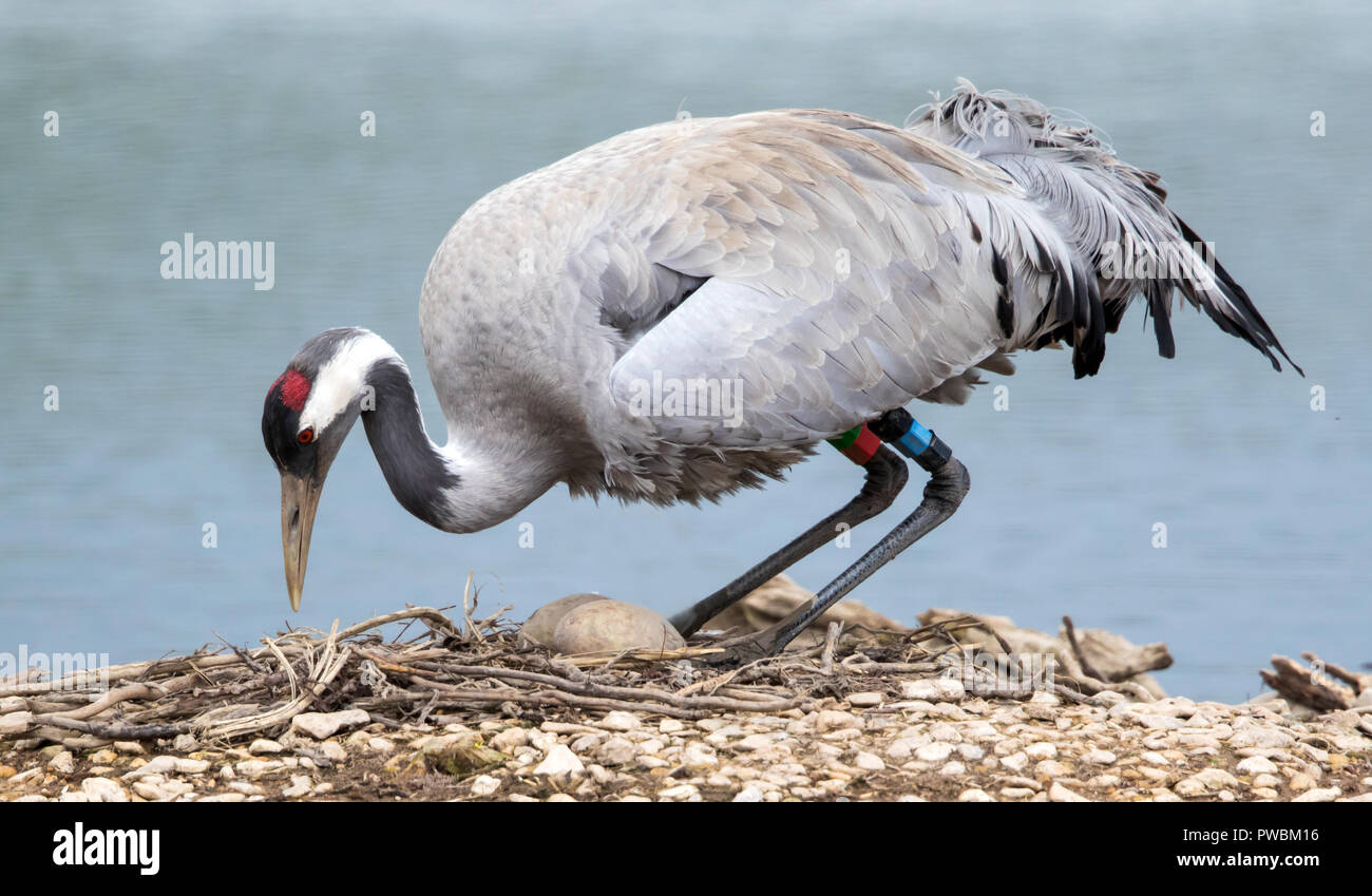 Nesting crane hi-res stock photography and images - Alamy