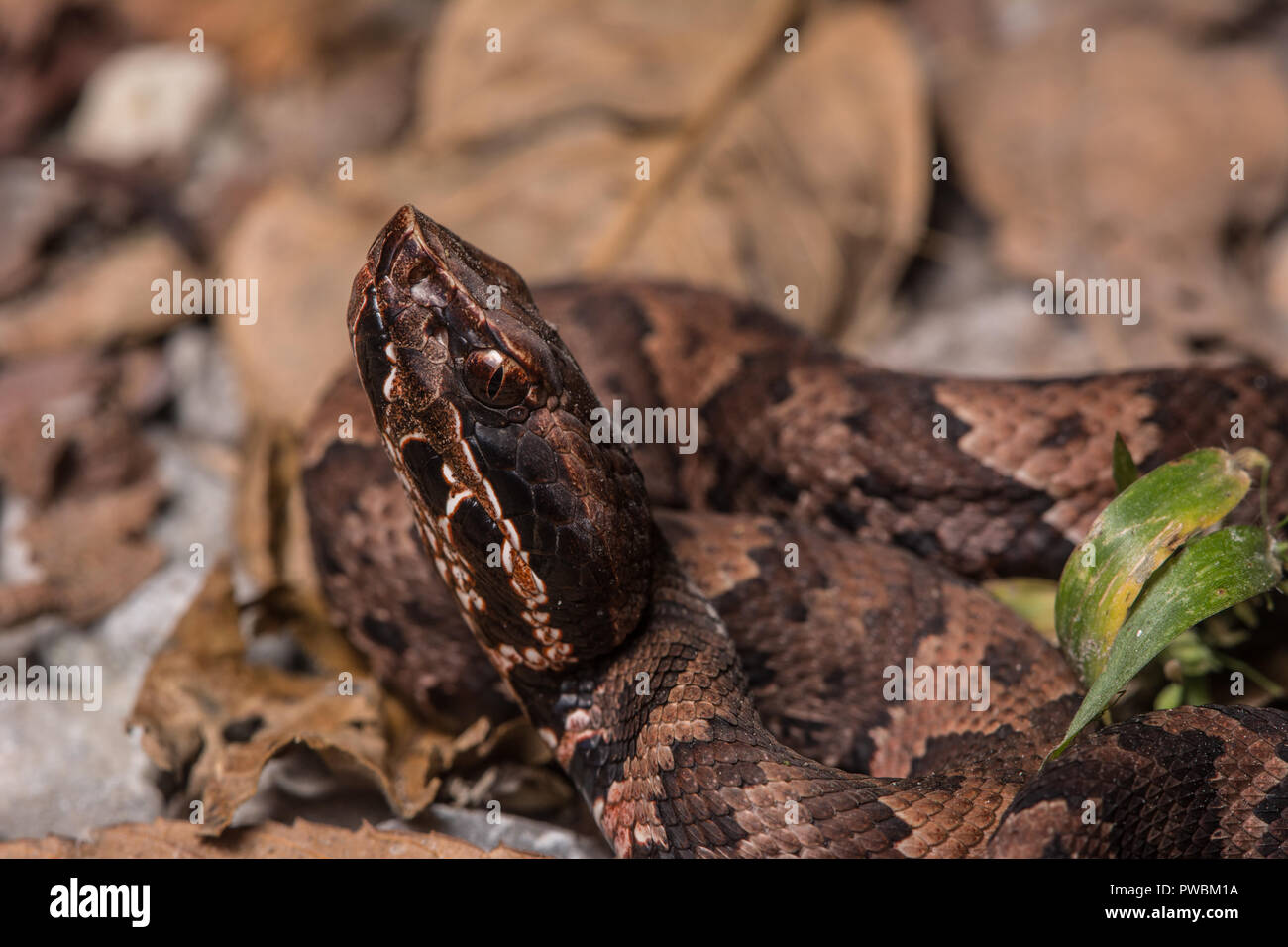 Agkistrodon piscivorous leucostoma hi-res stock photography and images ...