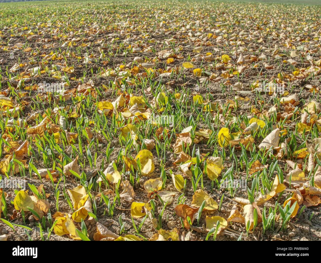 Green corn field within fall months. Agriculture background. Rows of ...