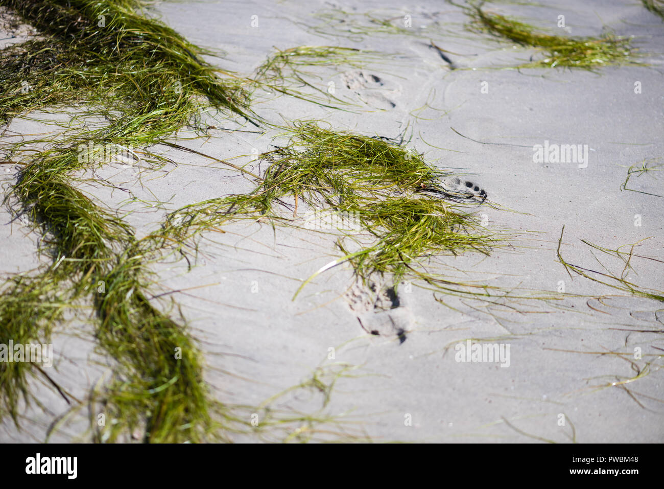 Alga weed from water at the beach lying around Stock Photo - Alamy