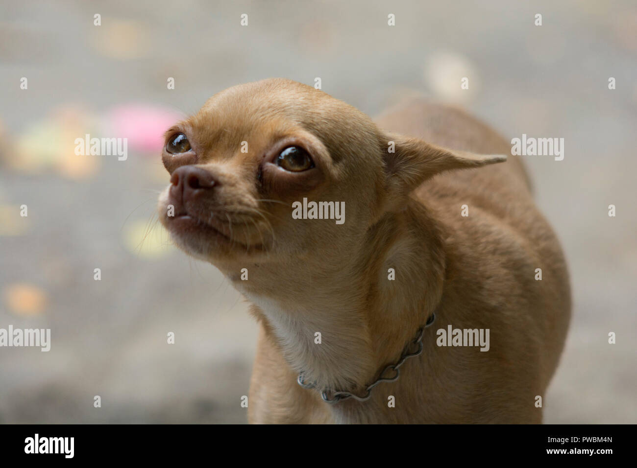 Vietnamese Dog High Resolution Stock Photography and Images - Alamy