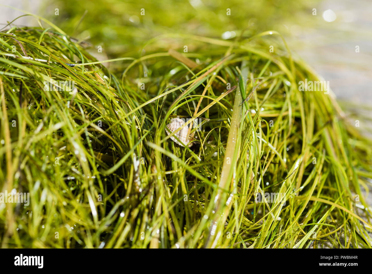 Green beautiful water plant lay around at the seaside Stock Photo - Alamy