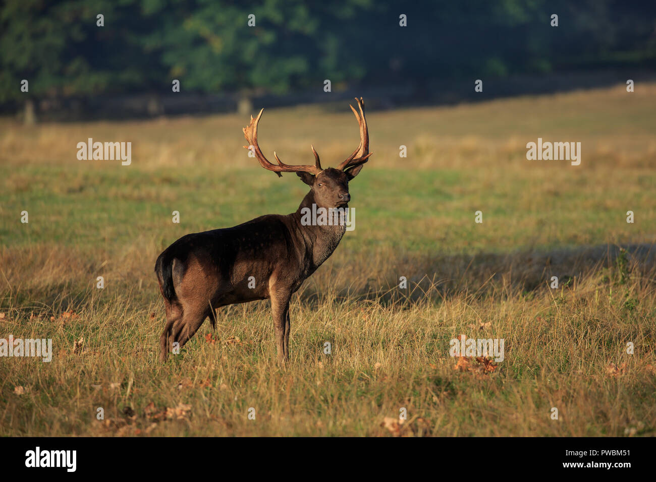 Melanistic deer hi-res stock photography and images - Alamy
