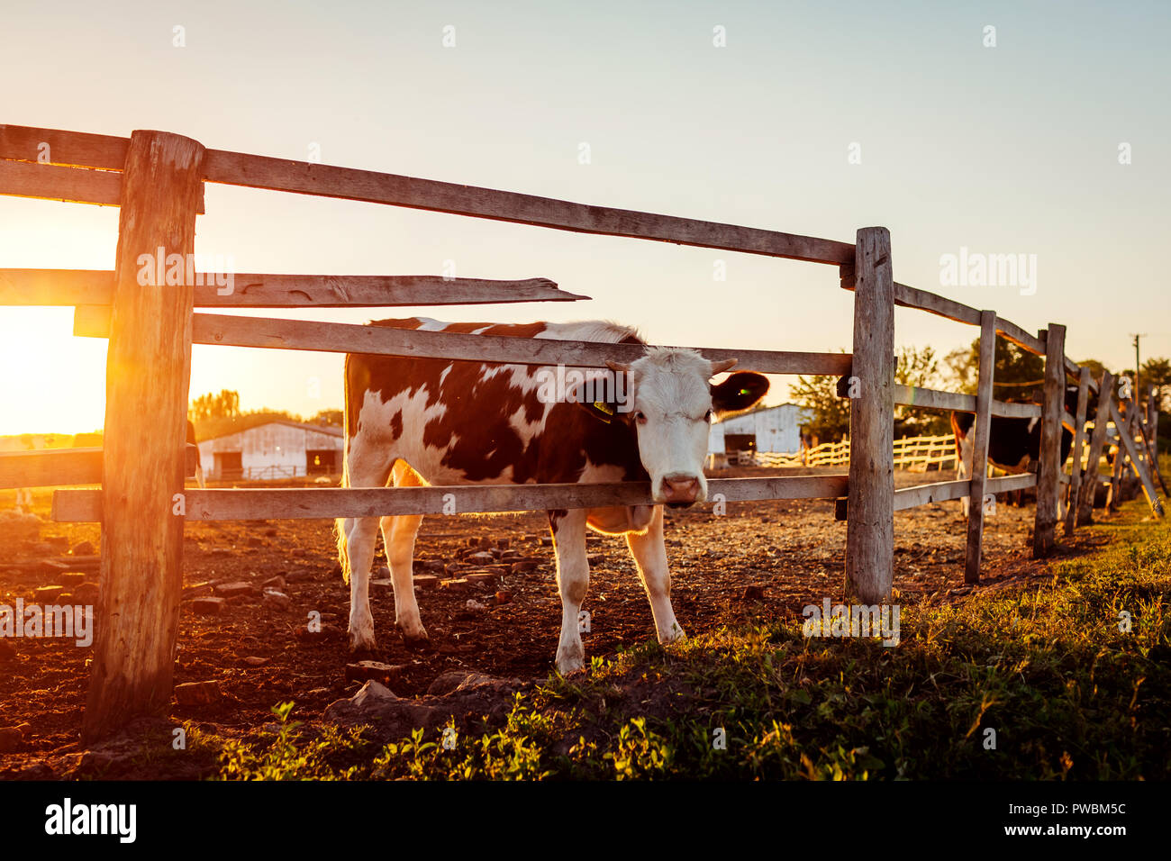 Cows grazing on farm yard at sunset. Cattle eating and walking outdoors ...